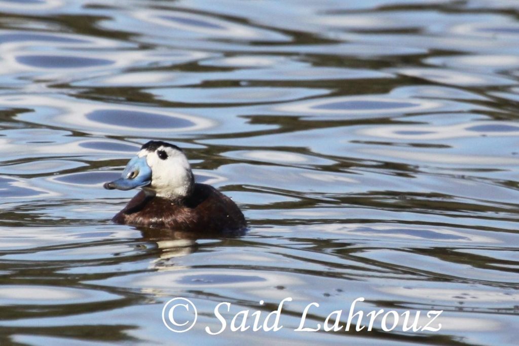White-headed Duck breeds in Morocco after decades of absence ...