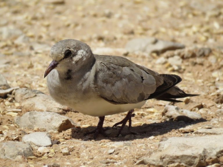 Namaqua Dove breeds in Morocco for the first time - MaghrebOrnitho
