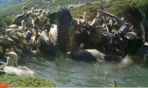 Vultures bathing captured by camera trap at Jbel Moussa - MaghrebOrnitho