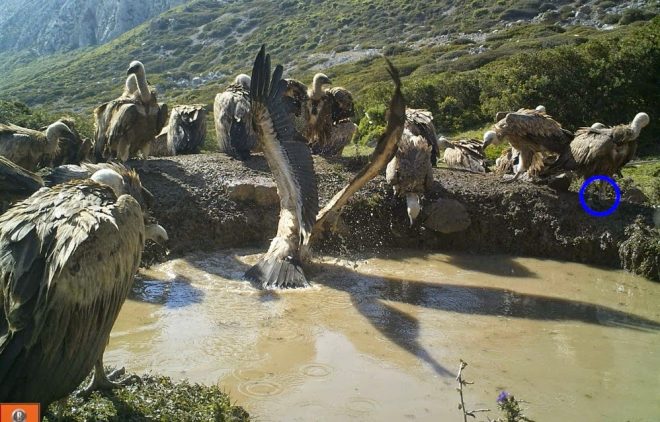Vultures bathing captured by camera trap at Jbel Moussa - MaghrebOrnitho
