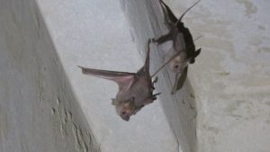 Mammal notes from the Aousserd region, southern Morocco - MaghrebOrnitho