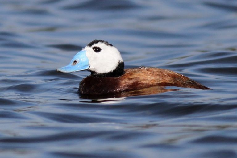 Important White-headed Duck wintering population in Morocco ...