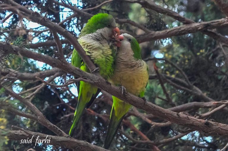 Monk Parakeet breeds at Casablanca, Morocco - MaghrebOrnitho