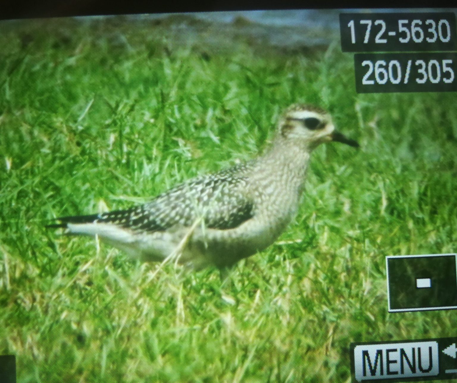 American waders at Dar Bouazza, Morocco - MaghrebOrnitho