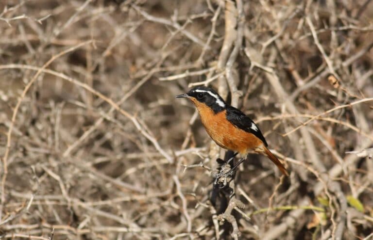 Moroccan Red List of birds: request for information - MaghrebOrnitho